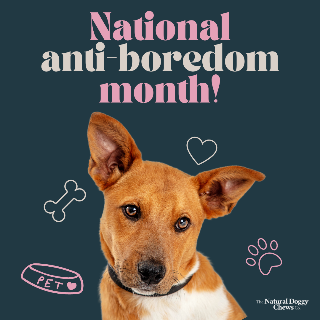 Banishing Boredom: Unleashing the Joy in Your Dog's Life – The Natural ...