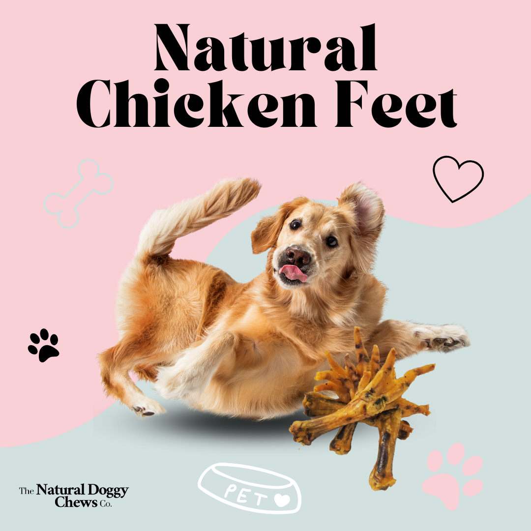 The Paw-sitive Benefits of Natural Cooked Chicken Feet for Dogs – The ...