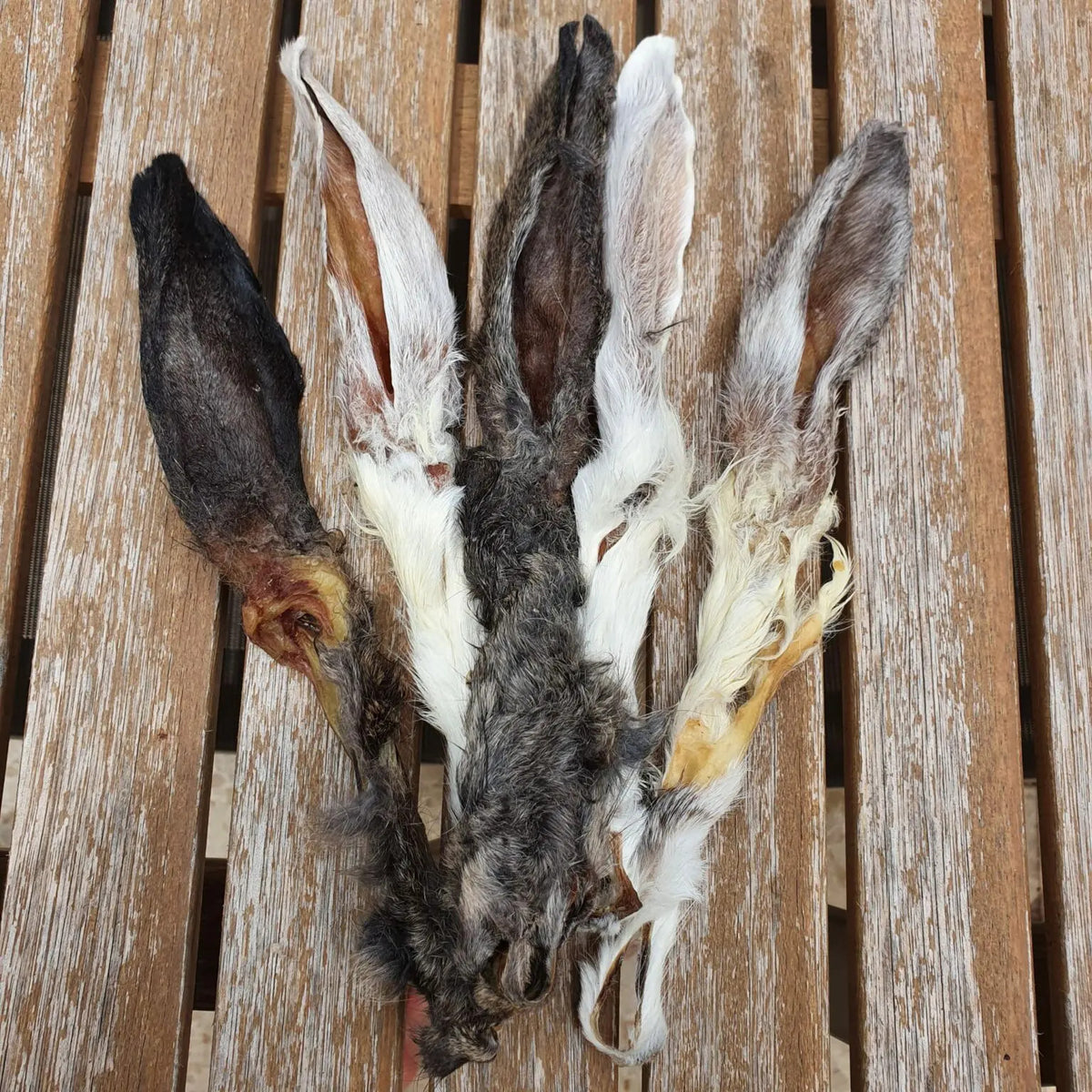 5 Reasons Why Hairy Rabbit Ears Are Good For Dogs – The Natural Doggy ...