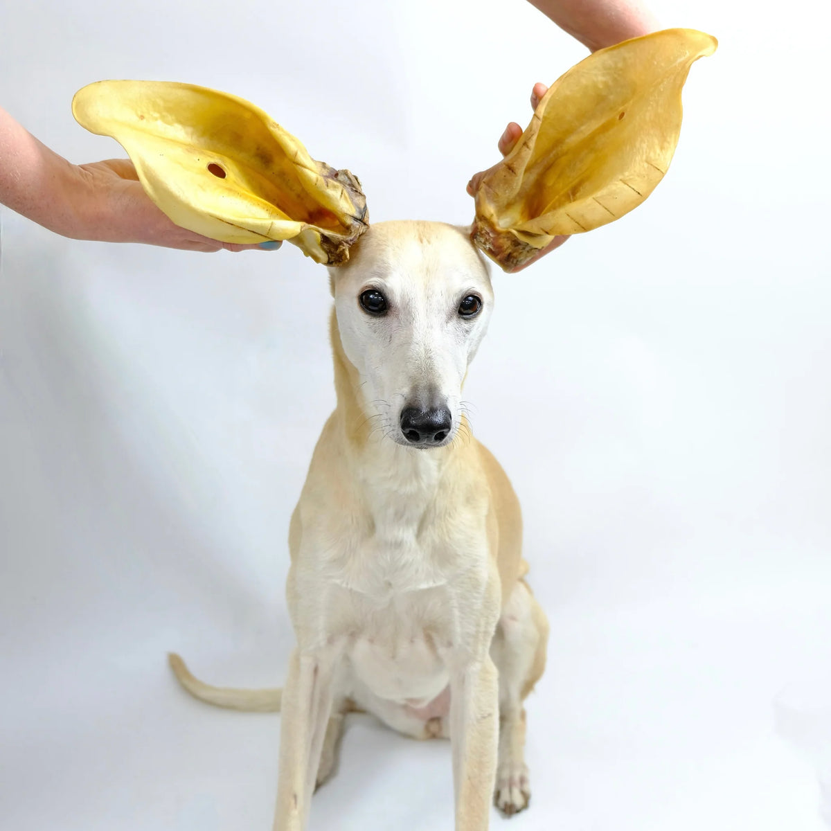 Large Hairless Cow Ears for Dogs - Natural & Gentle Chews UK | The ...