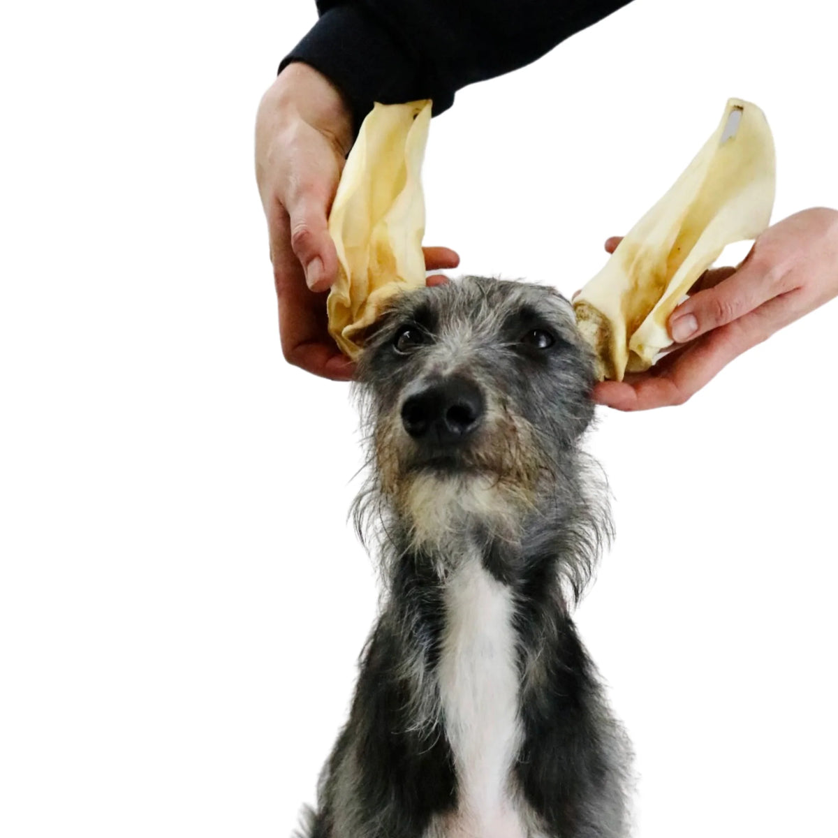 Hairless Medium Cow Ears for Dogs - Natural Chew Treats UK | The ...