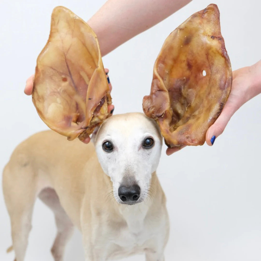Jumbo Sow Ears for Dogs: Natural Chew Treats for Dental Health ...