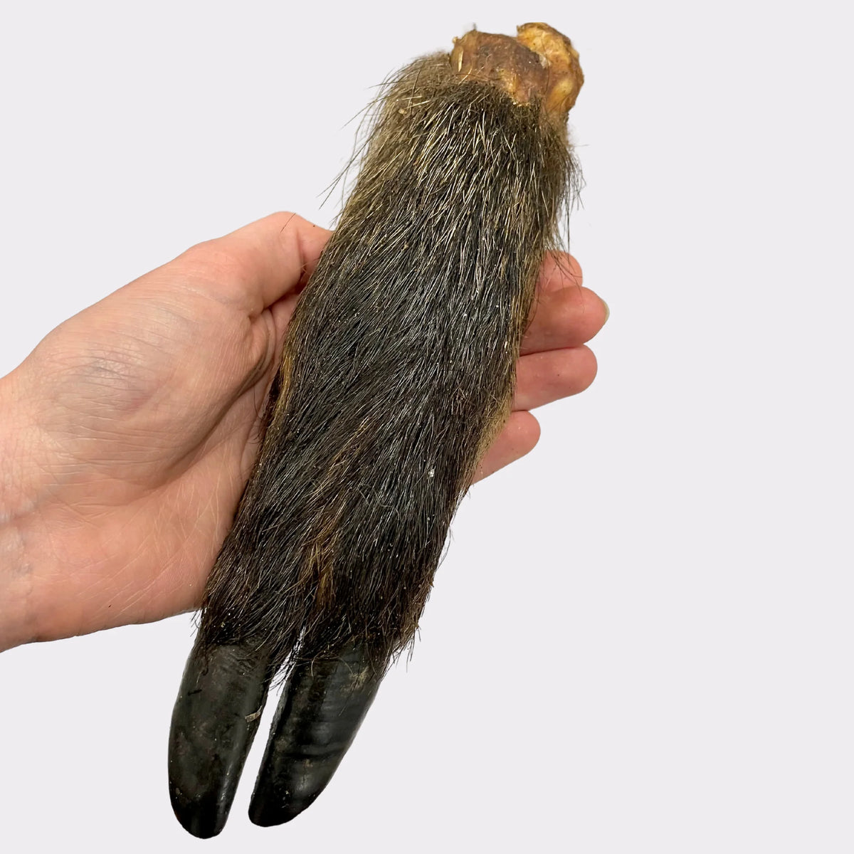 Hairy Wild Boar Legs for Dogs: Natural, Long-Lasting Treats | The ...